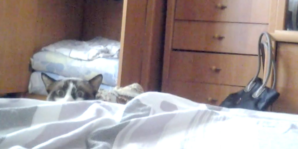 Hilariously Cautious Cat Will Make You Laugh Out Loud! (VIDEO)