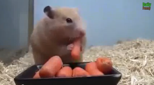 Amazing Hamster Magician Can Make Things Disappear! Mostly Carrots