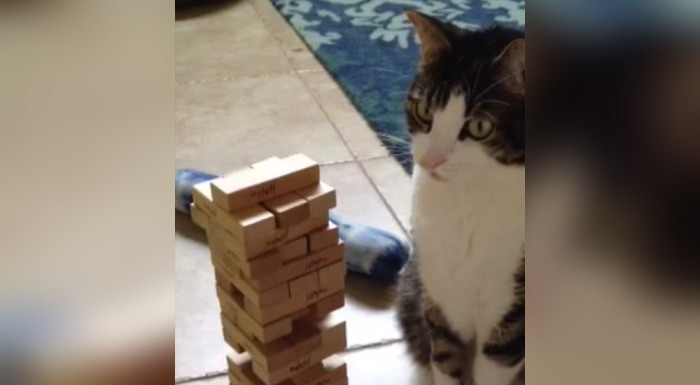 This Clever Cat Might Be Better at Jenga Than You Are (VIDEO)